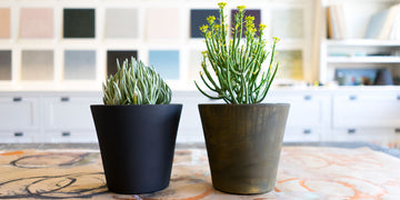 Collections – Portola Paints
